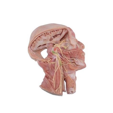 China Cranial Nerve Model Manufacturers Suppliers And Factory Buy