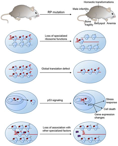 The Discovery Of Ribosome Heterogeneity And Its Implications For Gene Regulation And Organismal