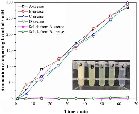 Standard Curve For Urease At Lynne Griffin Blog