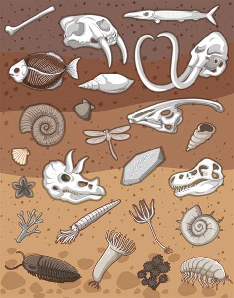 Easy How To Draw A Fossil Tutorial And Fossil Coloring Page Artofit