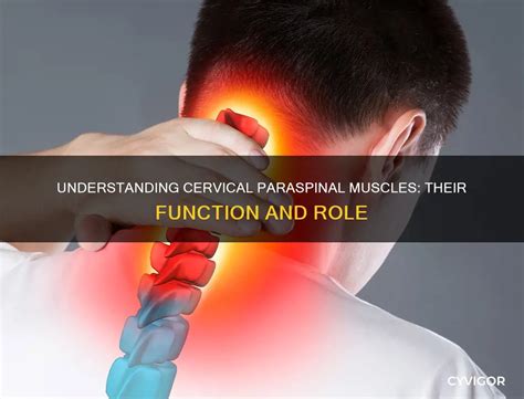 Understanding Cervical Paraspinal Muscles Their Function And Role