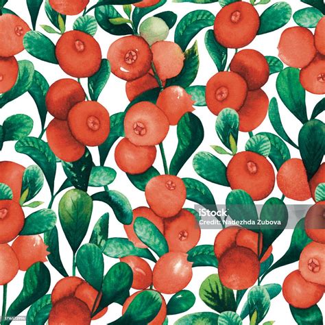 열매와 나뭇잎이 있는 매끄러운 수채화 크랜베리 카우베리 패턴은 흰색으로 분리된 손으로 그린 그림입니다 레드 허클베리 레드 빌베리 워틀베리 폭스베리 0명에 대한 스톡 벡터