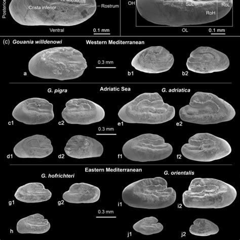 F I G U R E 1 Otolith Morphology Of The Clingfish Species Studied Here