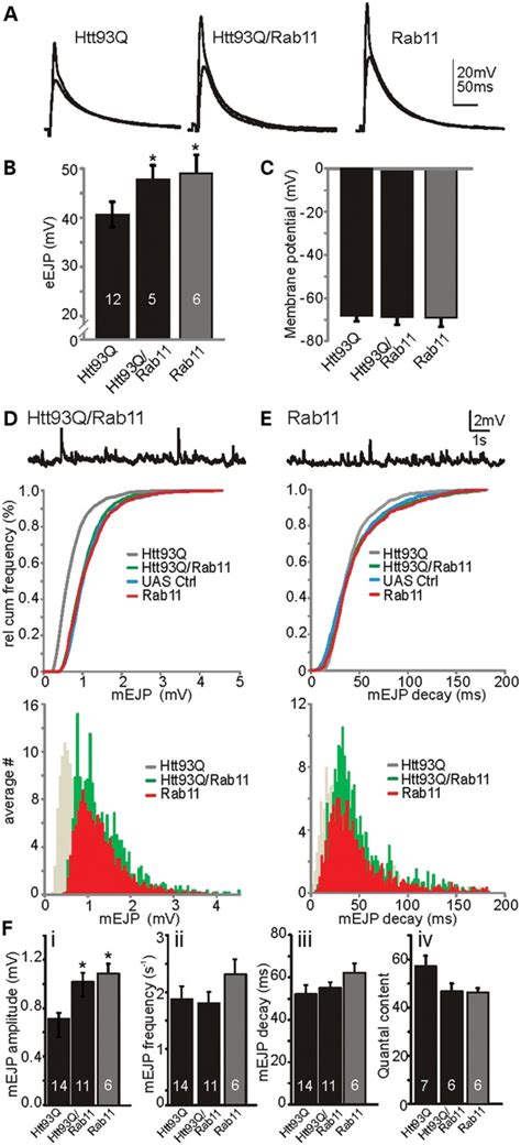 rab11 expression rescues the mutant htt induced reduction in evoked