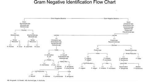 Gram Negative Bacteria Chart
