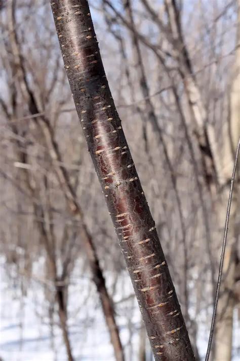 Prunus Pensylvanica Bird Cherry Fire Cherry Pin Cherry Red Cherry