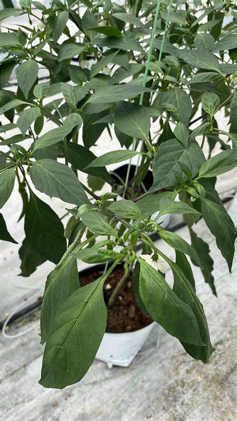 Chili Diseases 8 2 Instance Segmentation Dataset And Pre Trained Model By Plant Disease