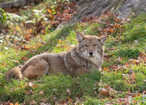 Coyote Population By State 2025 Statistics Data