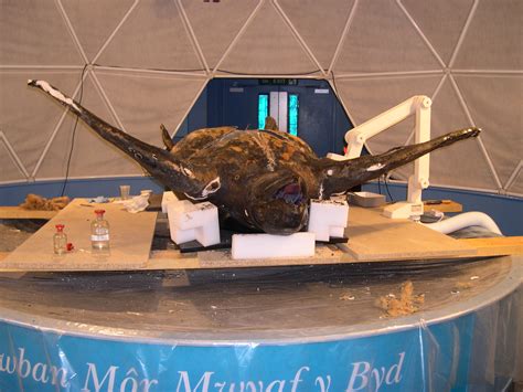 Largest Turtle In The World