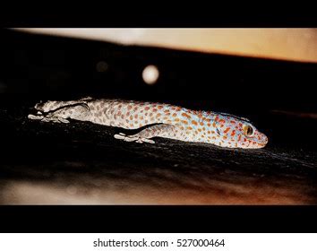 Hundred Gekko Dark Royalty Free Images Stock Photos Pictures Shutterstock