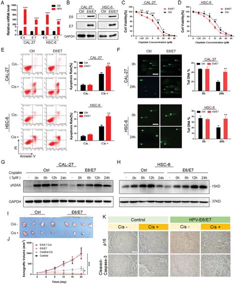 Hpv‐e6 E7 Increases The Sensitivity Of Hnscc Cells To Cisplatin A Download Scientific Diagram