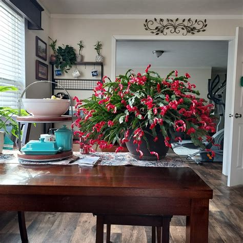 I Made The Bee Armor R Phoenixsc