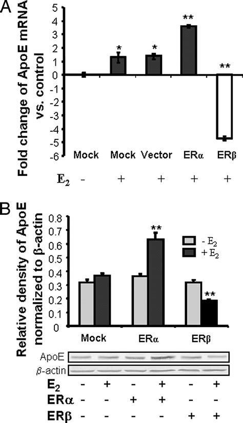 Activation of estrogen receptor α increases and estrogen receptor β decreases apolipoprotein E