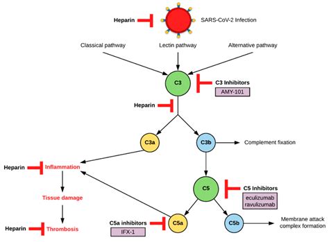 Complement Activation Pathway And Location Of Action Of Anti Complement Download Scientific
