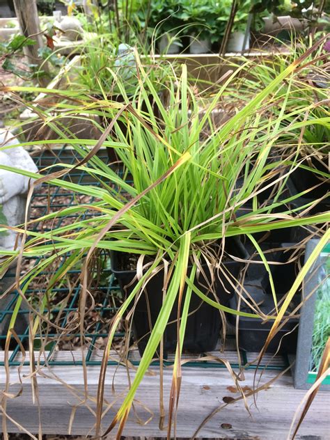Carex Sprengellii ‘long Beaked Sedge 1 Quart Catskill Native