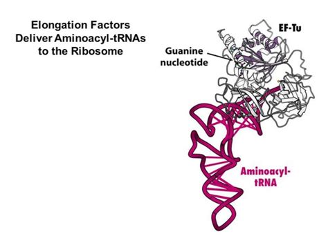 Bchm 1010 Lecture 21b Translation Elongation Factors Prokaryotic