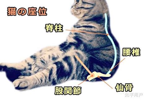 猫没外伤突然瘸了，这是怎么了？ 知乎