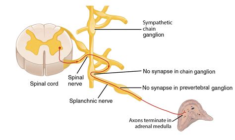 Sympathetic Chain Ganglion Sympathetic Nervous System Blocks An
