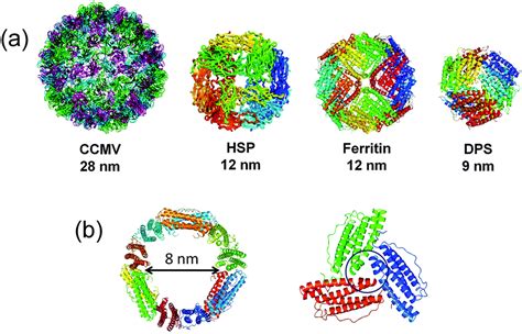 Protein Cages At Adam Blake Blog