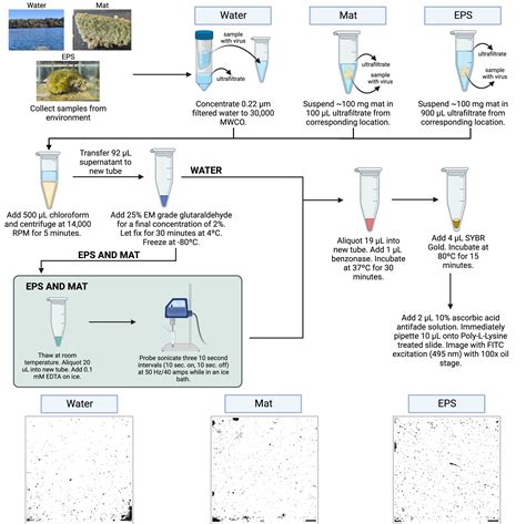 Viral Enumeration Of Microbial Mat Samples Using Wet Mount