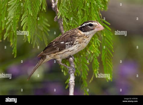 Rose Breasted Grosbeak Pheucticus Ludovicianus Female Rio Grande Valley Texas Stock Photo