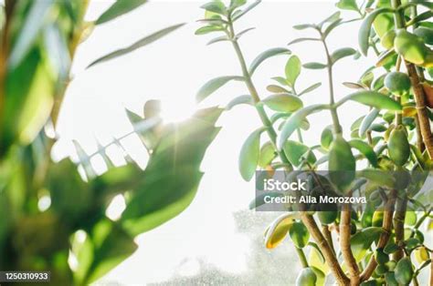 여름에 태양에 집 식물 즙이 많은 크라술라 Ovata 옥 식물의 잎 행운을 가져다 주는 돈 나무 내추럴 그린 배경 공간을 복사합니다 실내용 화초에 대한 스톡 사진 및 기타