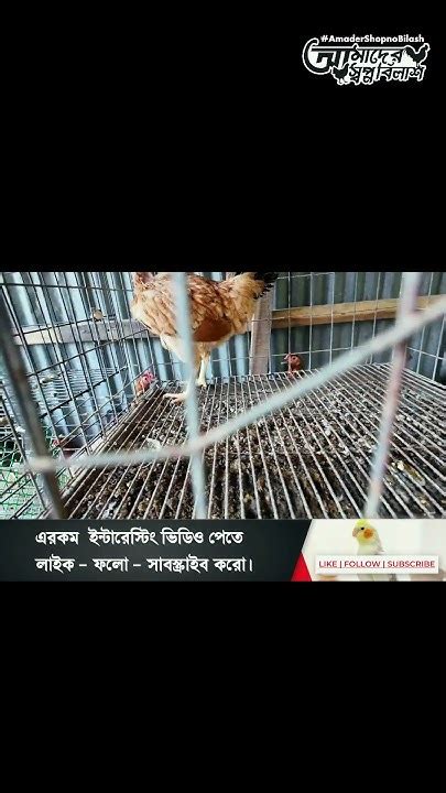 মুরগি কখন ডিম দিবে Desimurarming Murgipalon Chicken Deshimurgi Deshimurgipalan খামার