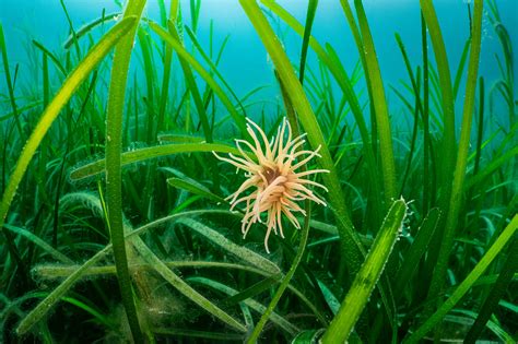 Seagrass Meadows Seagrass Meadows Vsmsp