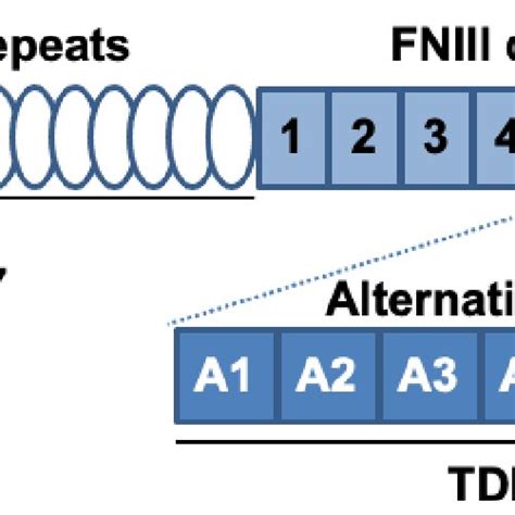 Schematic Structure Of Tenascin C Tnc And The Known Binding Sites Of