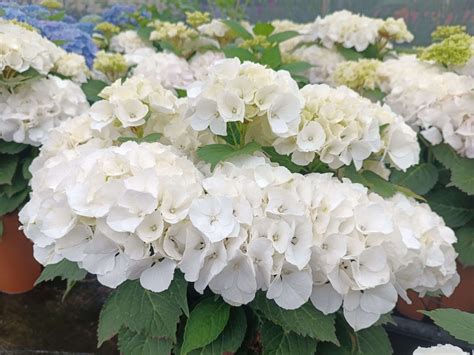 Hydrangea Macrophylla Bianco