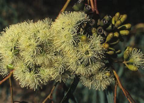 Eucalyptus Westgrow Farm Trees