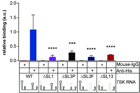 Rna Immunoprecipitation Of Hnrnp R In Vitro To Investigate Binding Of