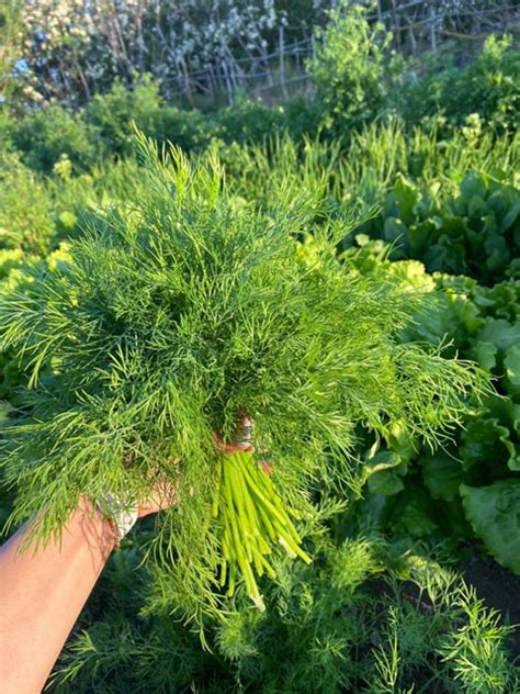 Продам зелень: листья салата, кинза, щавель, укроп, петрушка, зелёный ...