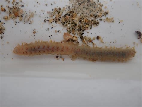 Polychète Polynoidé