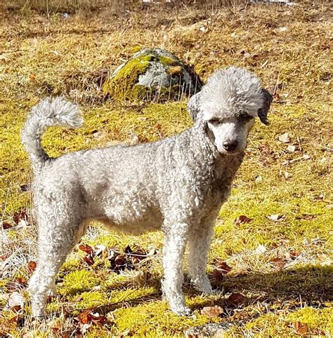 Pixie 500 Hundar Utan Hem