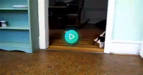 When The Catnips Too Strong  On Imgur