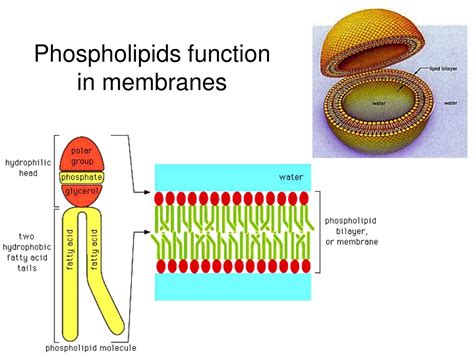 PPT Biological Molecules Can Have Complicated Structures PowerPoint