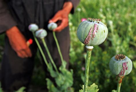 Turkey Has A Major Drug Problem—heres How To Get A Handle On It