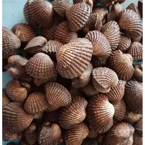 Jual Kerang Dara Hidup Besar 1kg Shopee Indonesia