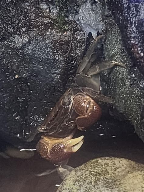 Crab Identification Rpaludarium