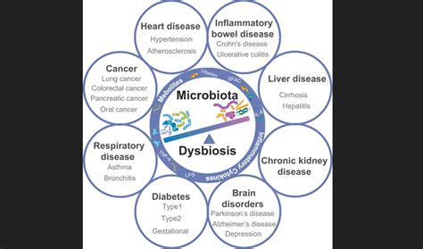 Exploring The Mysteries Of The Human Microbiome