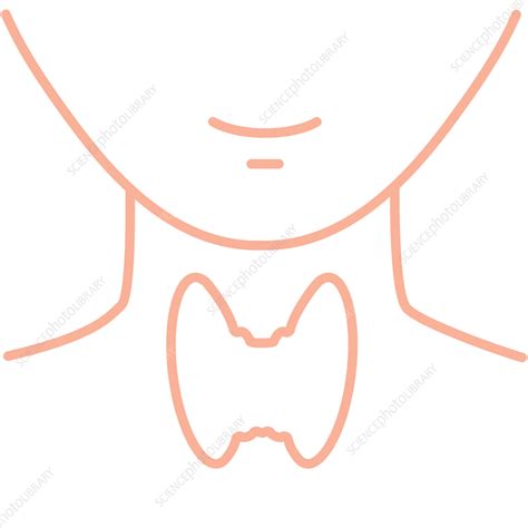 Thyroid Gland Illustration Stock Image F0378713 Science Photo