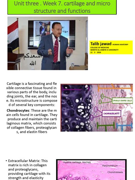 Unit Vthree Week 7cartilage Micro Structure And Function Pdf
