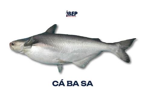 Cách Nhận Biết Cá Basa Cá Tra Cá Dứa Cá Hú Ibep Thực Phẩm Đông Lạnh