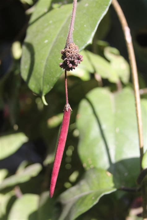 Hoya Seed Pods Houzz Forum
