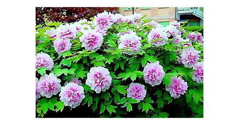 Листните въшки се борят с химия Български Фермер