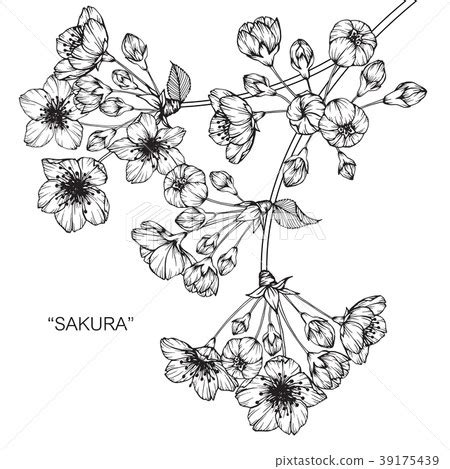 Sakura Flower Drawing Illustration Stock Illustration 39175439 Pixta