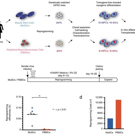 efficient reprogramming of muscs into hipscs a schematic view of the