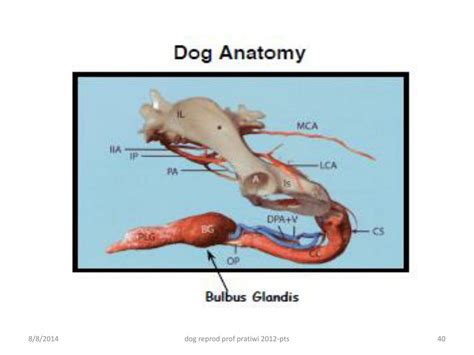 Ppt Canine Reprodu Ction Powerpoint Presentation Free Download Id
