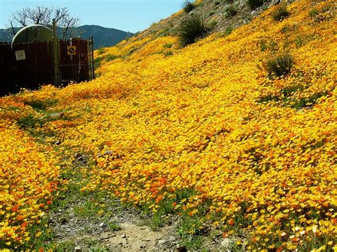 Dimorphotheca Sinuata Identification Health Benefits Uses Invasive